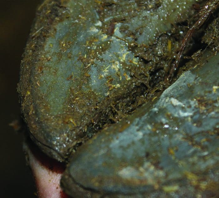 Toe Tip Necrosis and What to Do - American Dairymen