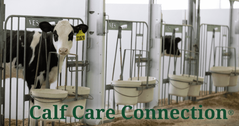 Elevate Your Calf Management Skills - American Dairymen