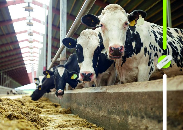 New study finds: smaXtec bolus detects bird flu - American Dairymen