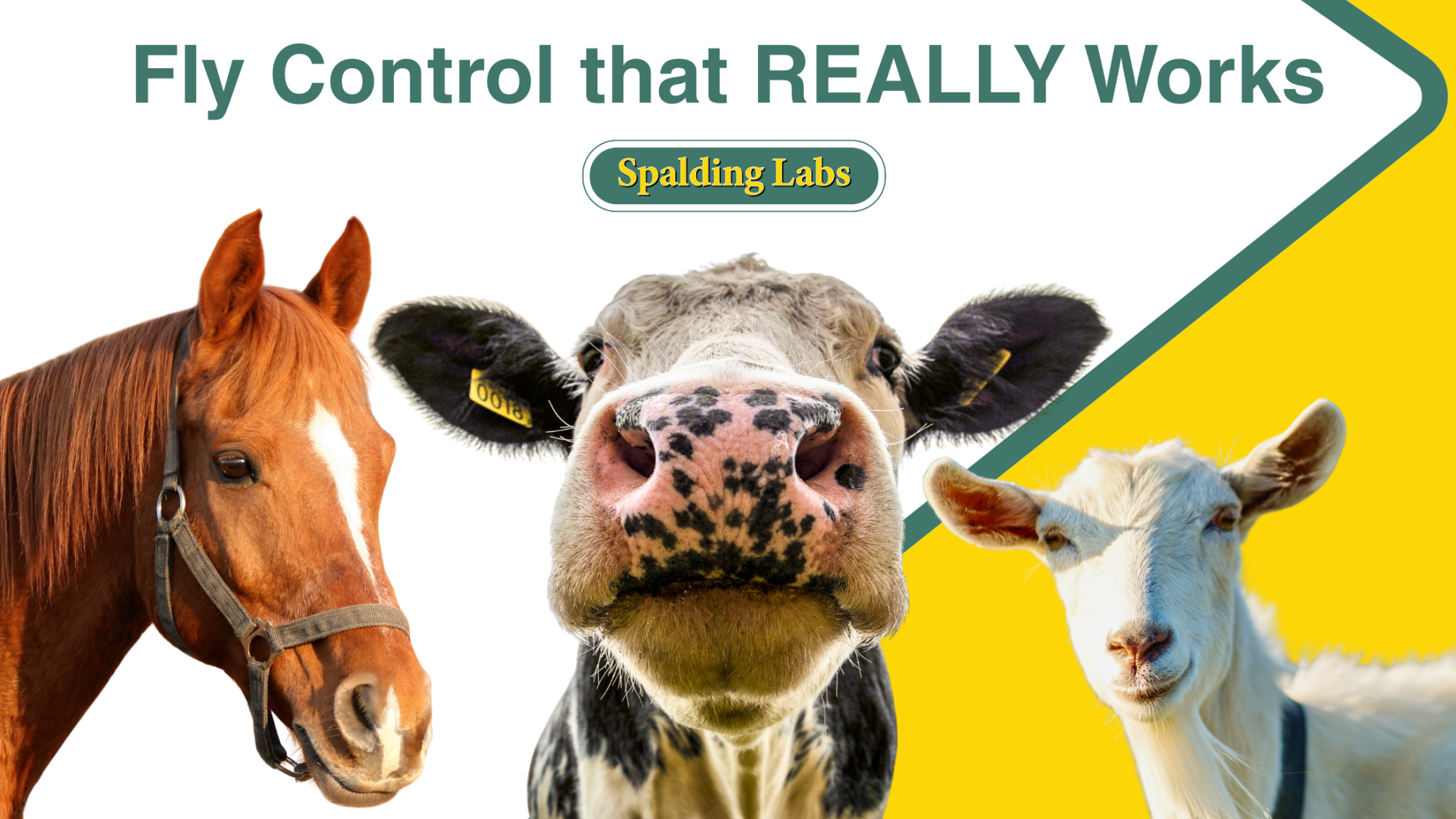 Research Confirms Power of Parasitoid Wasps in Filth Fly Control ...