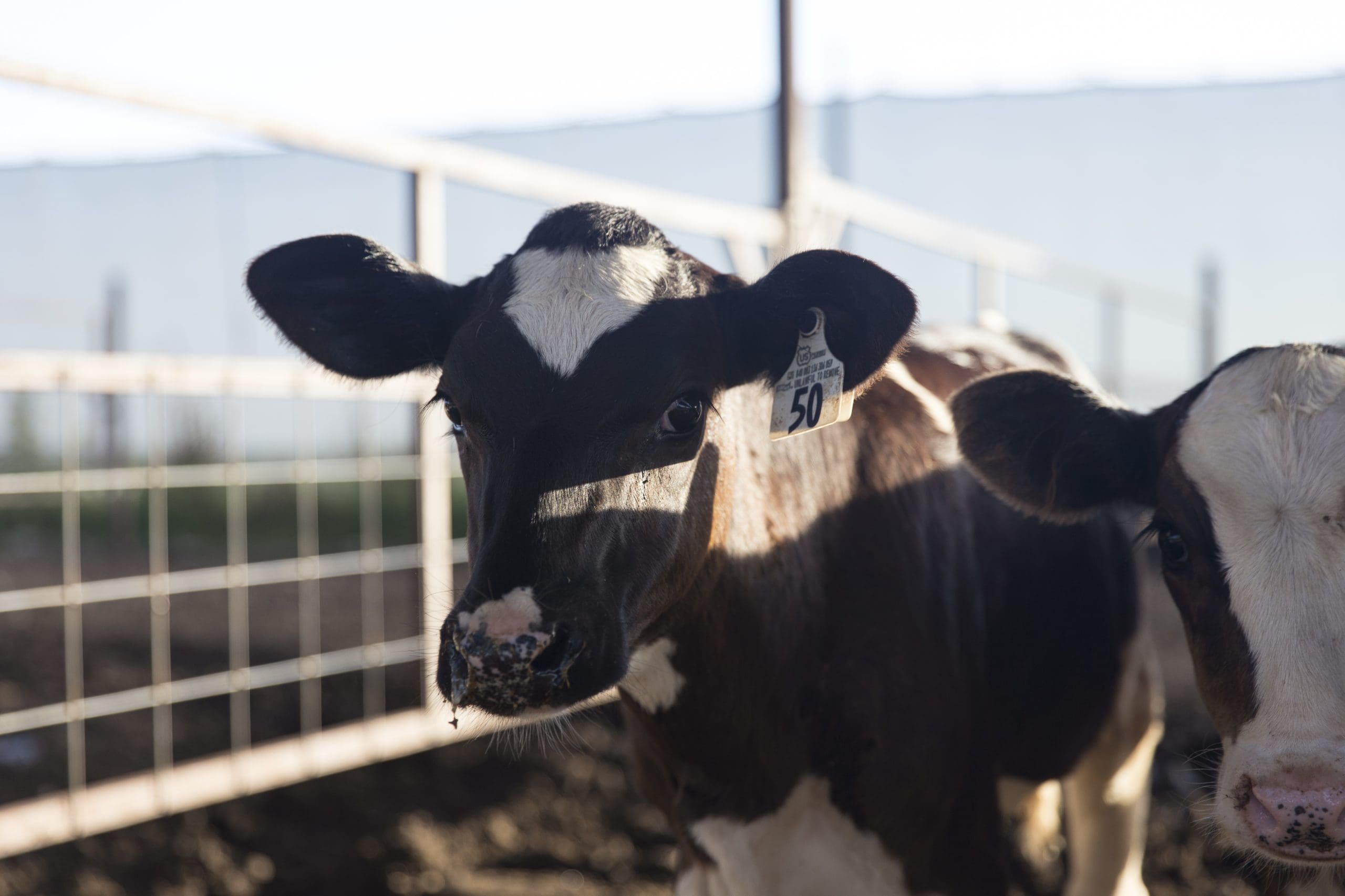 Protect Your Herd Against Mastitis: Why Fly Control is a Must - Have ...